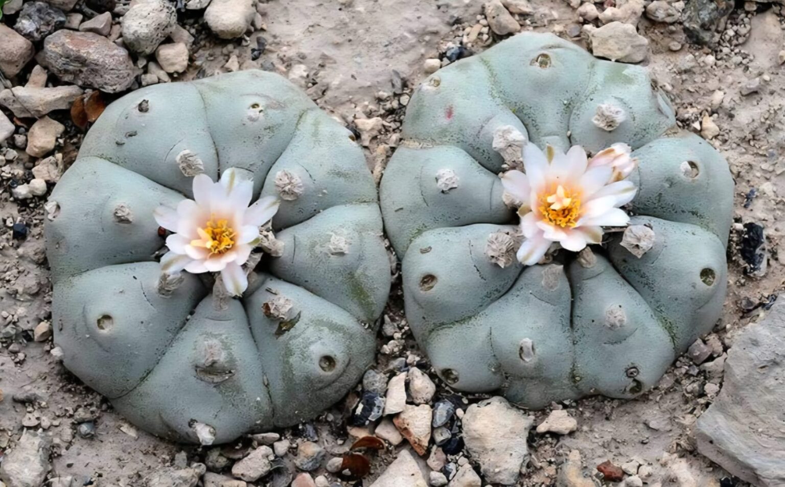 🎁Peyote Powder